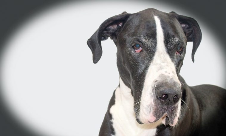 Dán dog, a hatalmas aranyos - Hobbiallat.hu