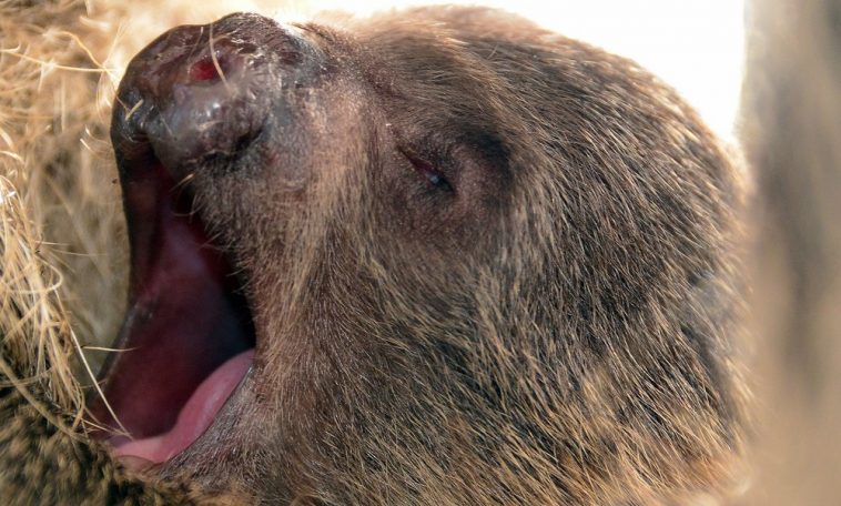 Több generációnyi lajhár éldegél Budapest szívében - Hobbiallat.hu