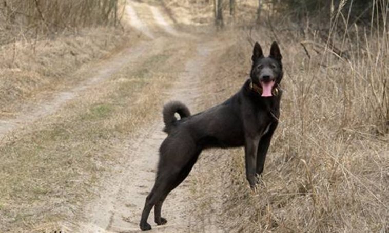 Íme a magyar kutyafajta, amit csak kevesen ismernek! - Hobbiallat.hu