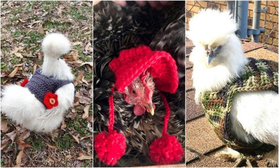 Zöldövezeti csirkeotthon avagy ól tetőkerttel - Hobbiallat.hu