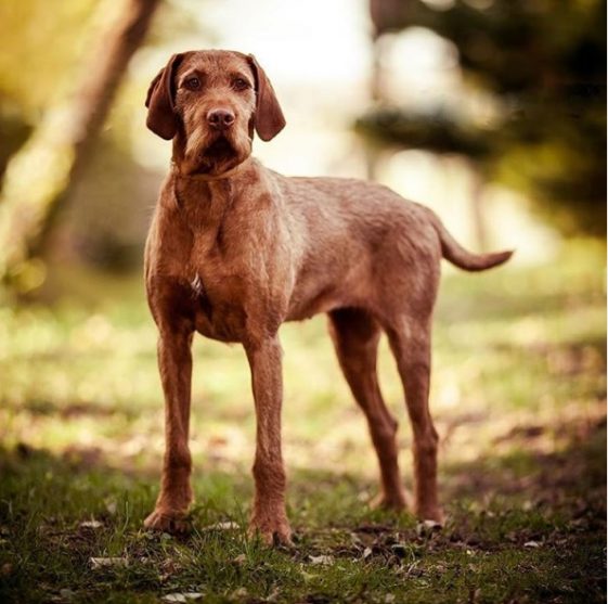 Mennyit ismersz fel 10 magyar kutyafajta közül? - Hobbiallat.hu