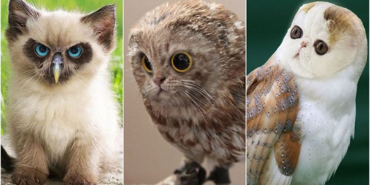 Madár – Hobbiallat.hu