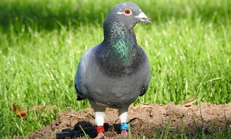 Így segíthetsz a megfáradt, elveszett galamboknak - Hobbiallat.hu