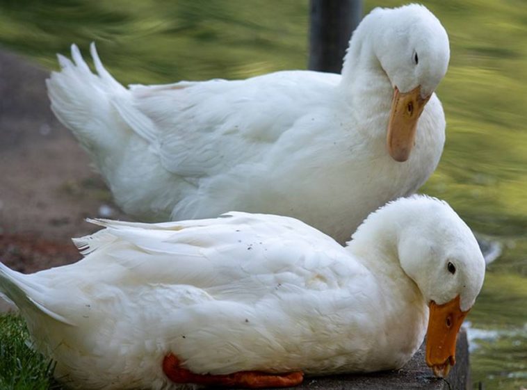 Nem tudott úszni, felfújható matracot kapott a kacsa - Hobbiallat.hu