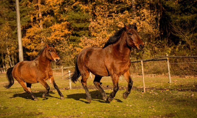 A hucul ló – A hegyek kis hőse, akit nem lehet nem szeretni - Hobbiallat.hu